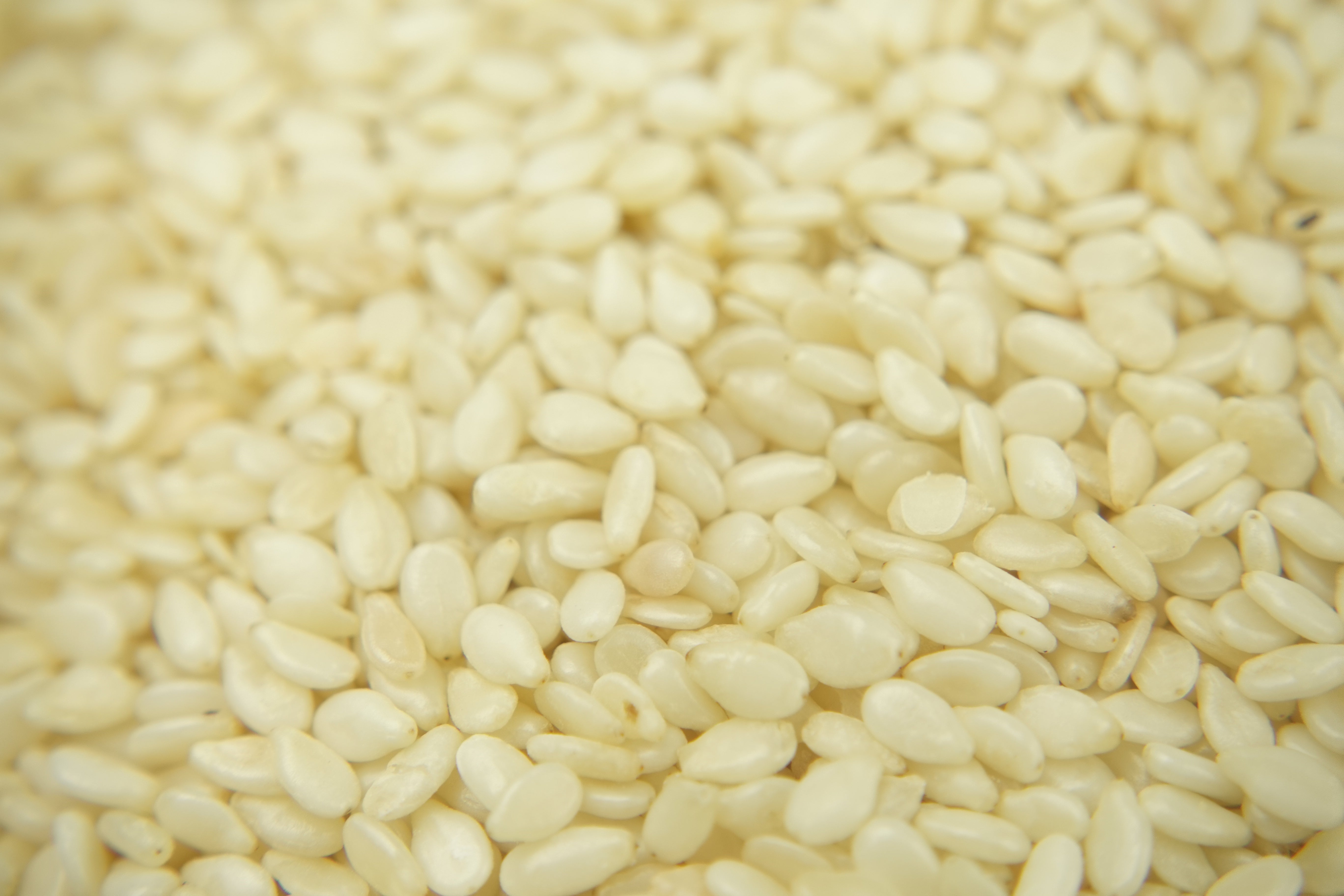 Sezam, 20g – formicariumpl